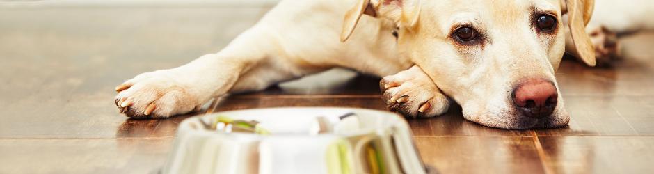 Medpets.be Dierenapotheek | Diergeneesmiddelen online bestellen