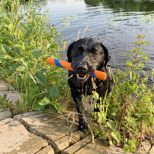 Chuckit! Ultra Fetch Stick | Dog Toys | Shop