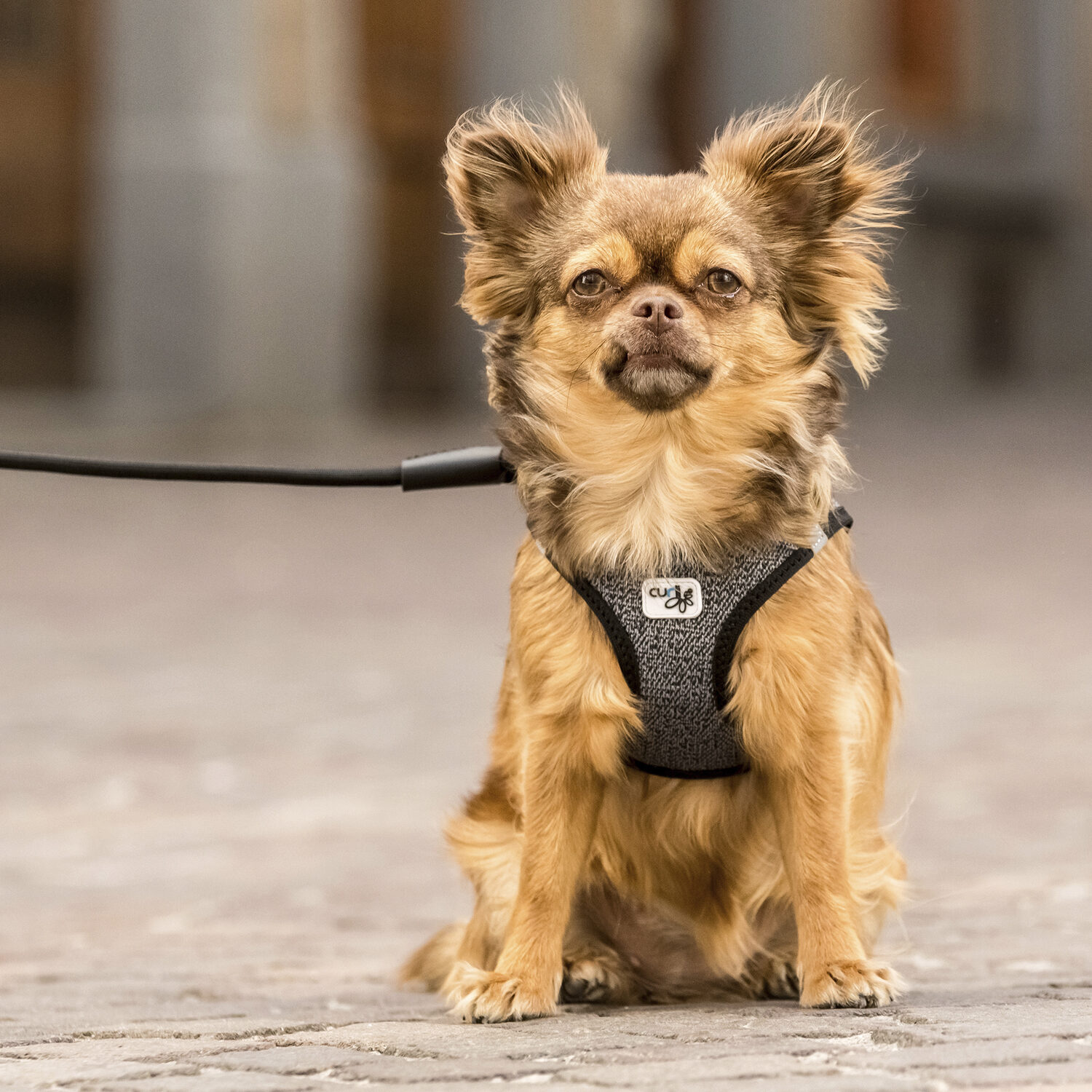 Curli Vest Harness Merino | Bestellen