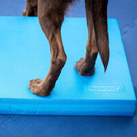 FitPAWS Balance Pad | Hunde | Bestellen
