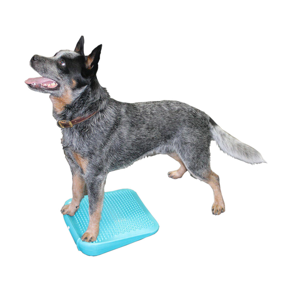 FitPAWS Balance Ramp | Hund | Bestellen