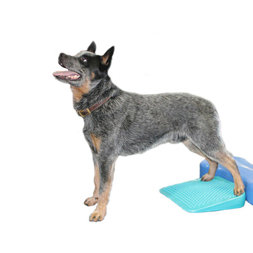 FitPAWS Balance Ramp | Hond | Bestellen
