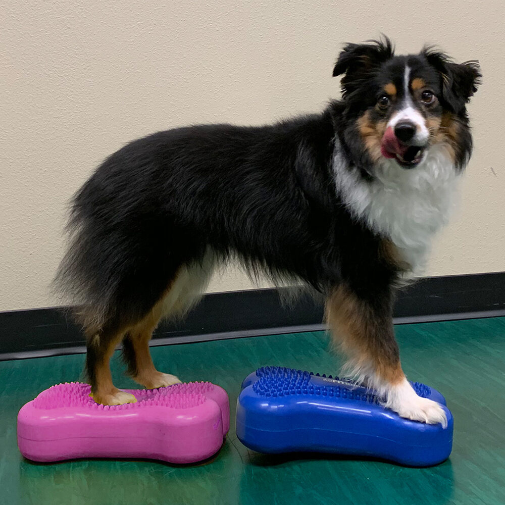 FitPAWS Bone Mini | Honden | Bestellen