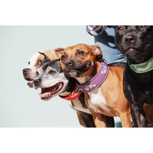 Hurtta Weekend Warrior Collar | Hond | Bestellen