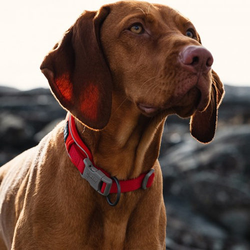 Hurtta Weekend Warrior Eco Collar | Hond | Bestel
