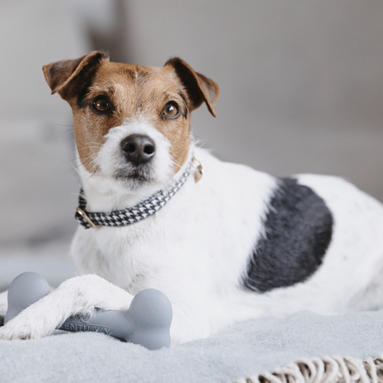 Kentucky Siliconen Bot | Honden | Bestellen