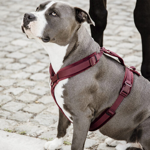 Kentucky Dog Harness Active Velvet I Hond I Bestel