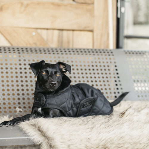 Kentucky Dog Coat Original I Honden I Bestellen