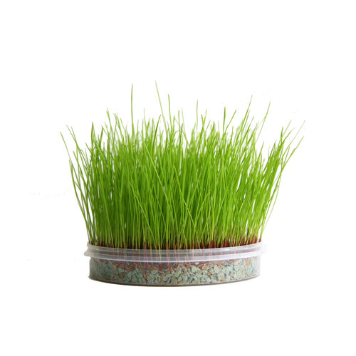 Prof. Catcher Kweek kit kattengras I Kat I Bestel