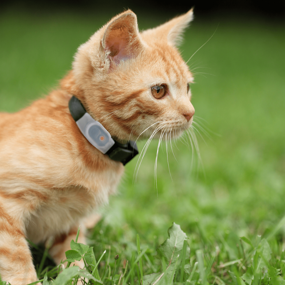 Tabcat Cat Tracker I Katten I Bestellen I Medpets