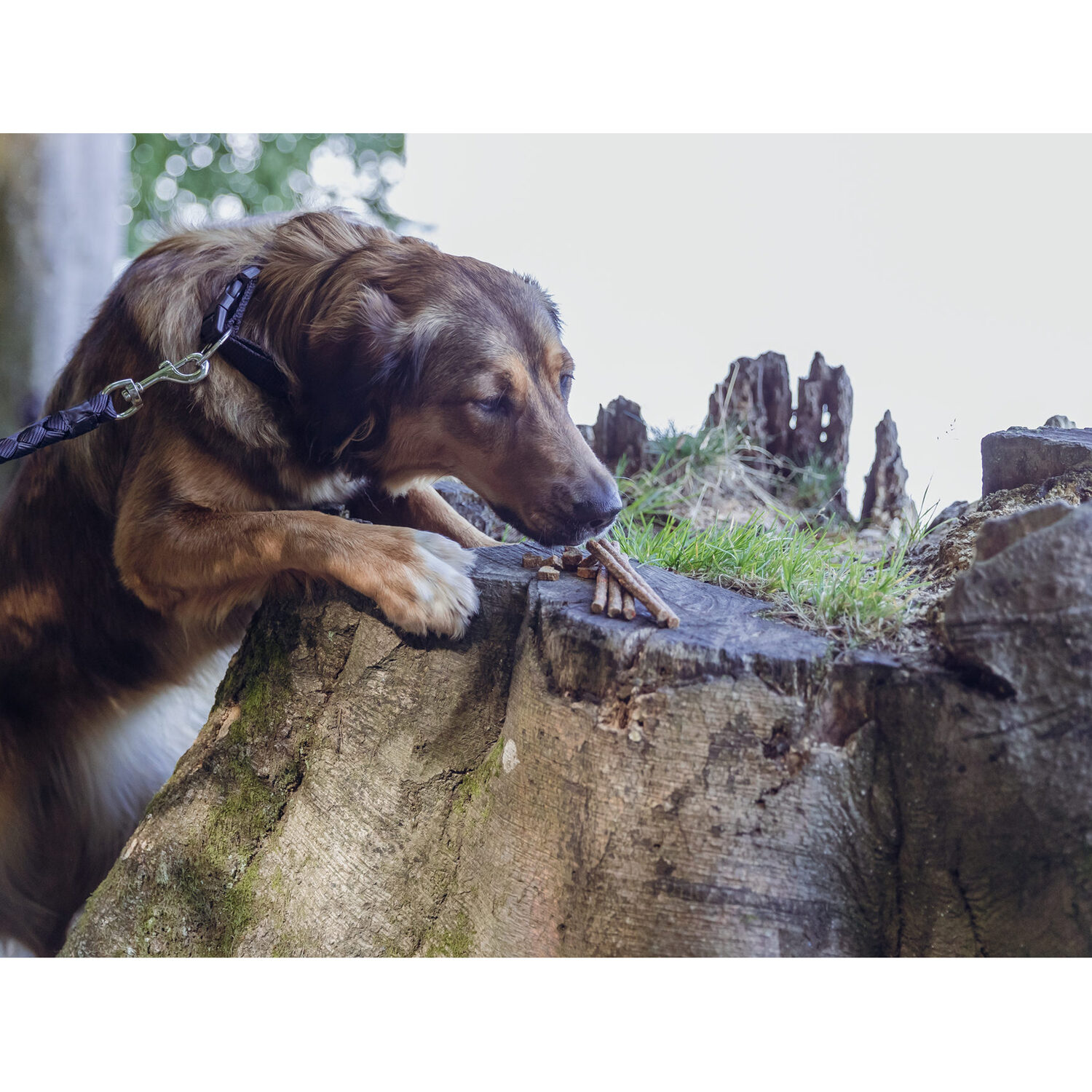 Trixie Insect Sticks I Honden I Bestellen